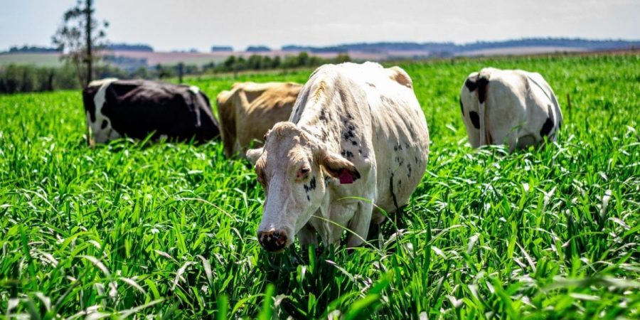 Home - Germitec Sementes